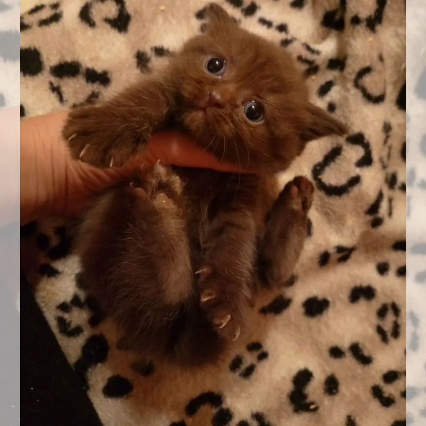 Шотландский прямоухий длинношёрстный котёнок