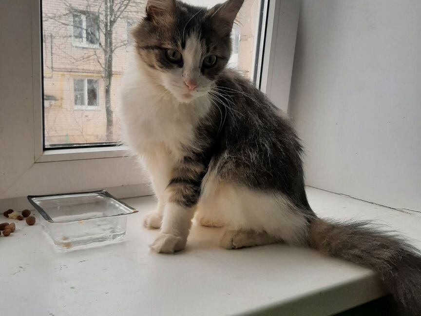 Найдена кошка