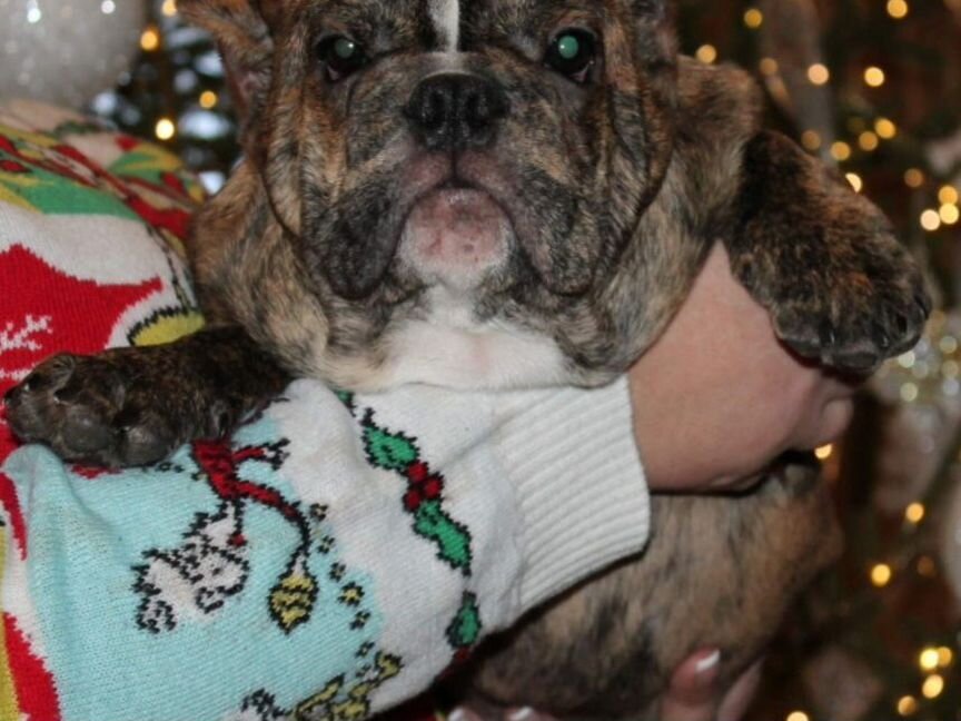 Шорти булл (shorty bull)