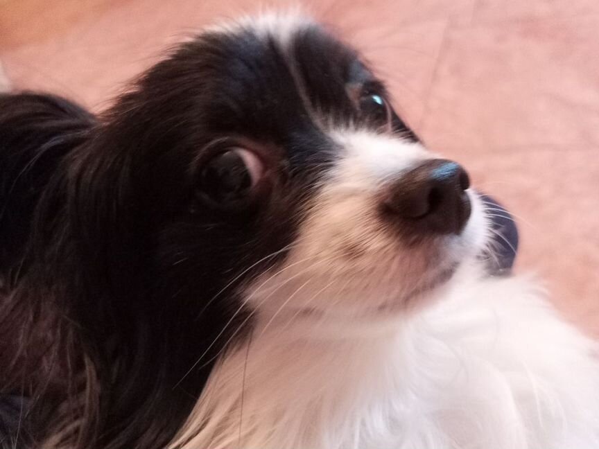 Собака папийон, 7 лет, отдадим в хорошие руки