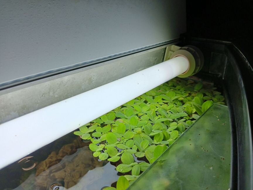 Аквариумное растение Пистия