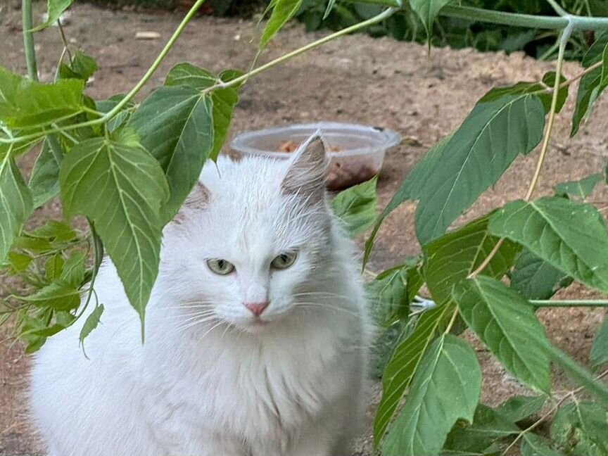 Турецкая ангора