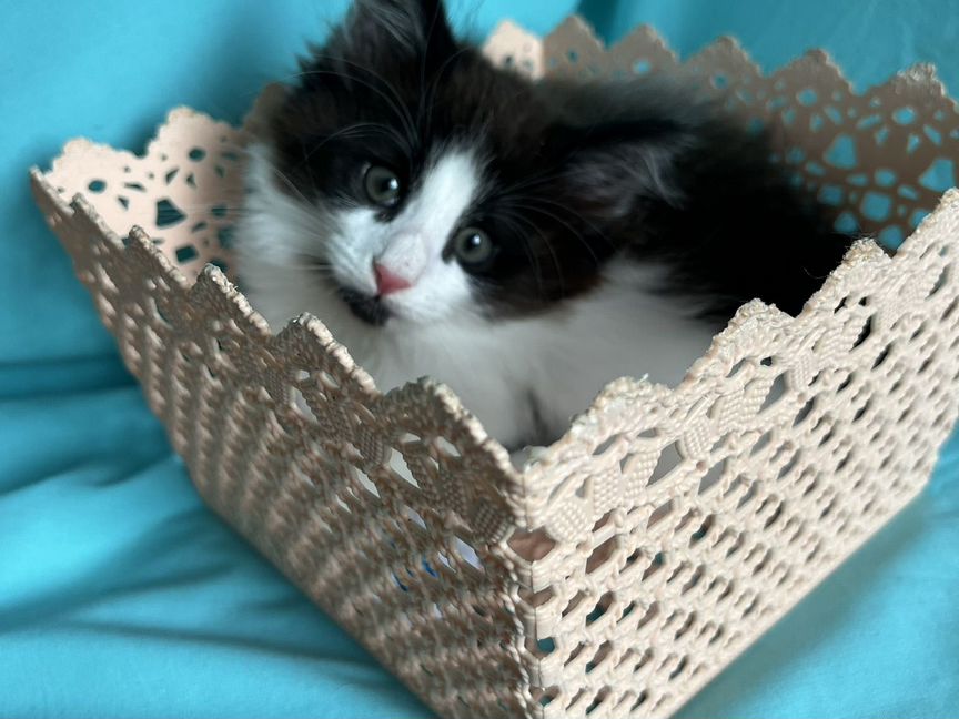Котята норвежская лесная