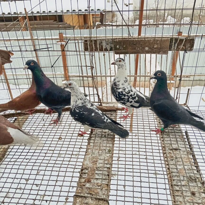 Голуби чехи