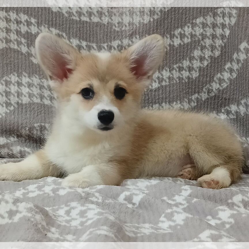 Щенки корги