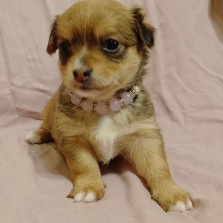 Русский той-терьер, щенок