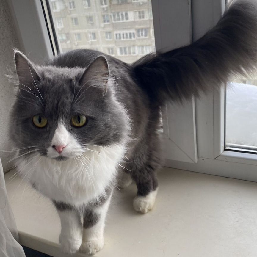 Котик в добрые руки