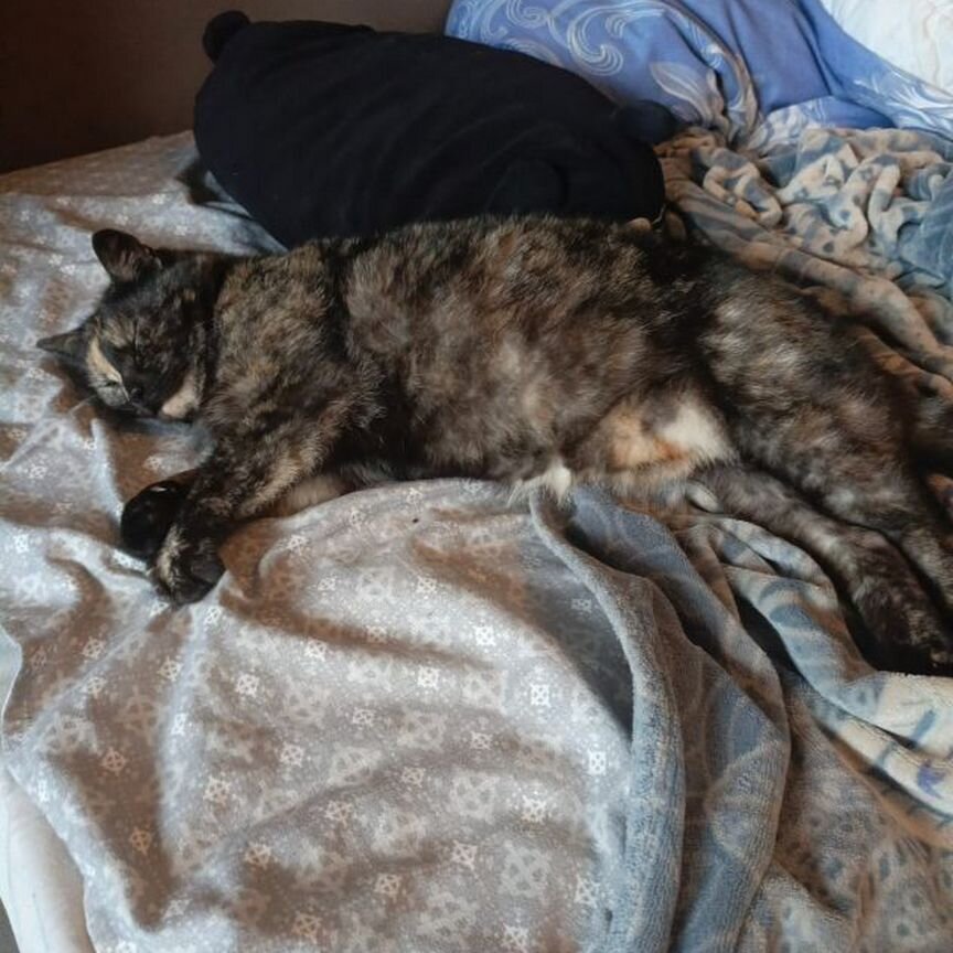 Кошки в добрые руки