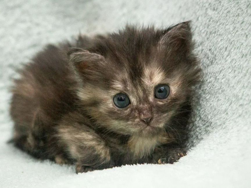 Счастливый котёнок девочка в добрые руки