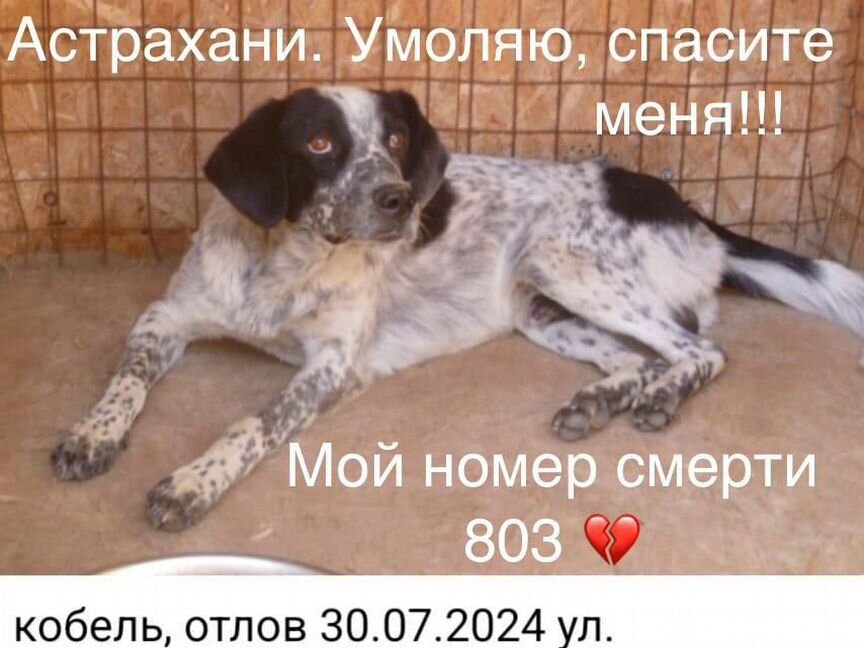 Собака в добрые руки