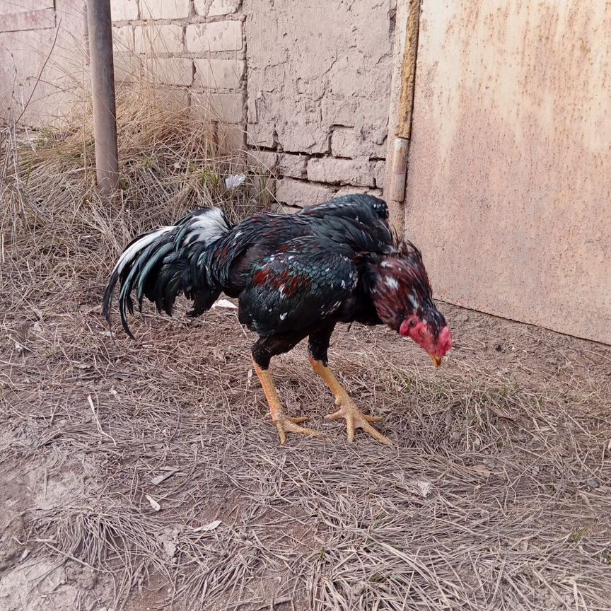 Хинты   корейцы