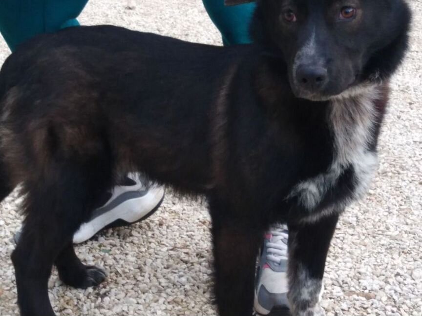 Щенок Федя ищет семью