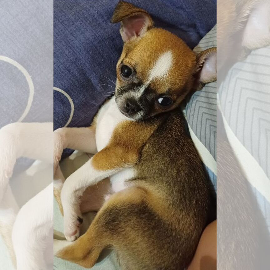 Щенки чихуахуа мини мальчик