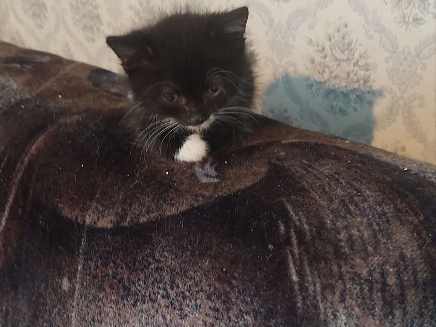 Котенок Мальчик 1 месяц
