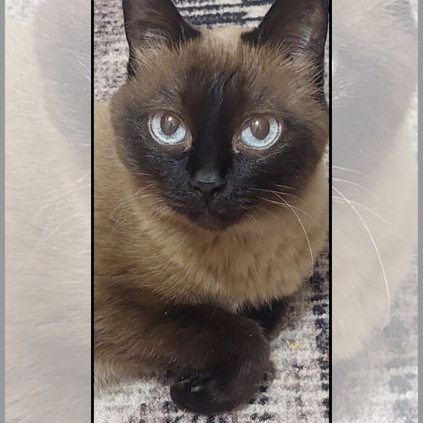 Сиамская, взрослая кошка