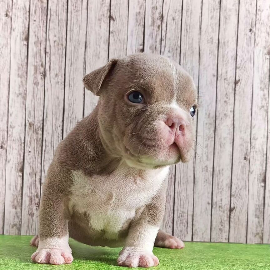 Булли малыши покеты