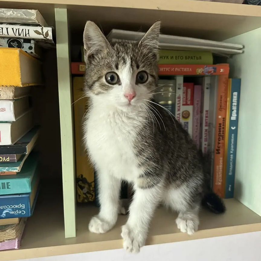 Котёнок в добрые руки