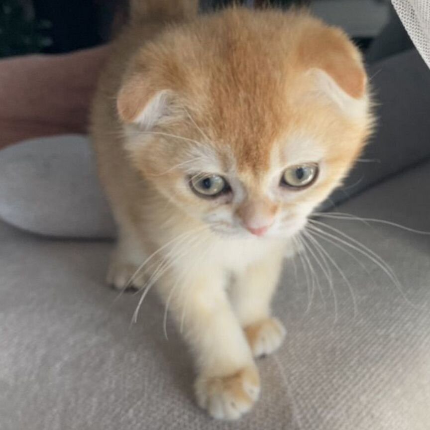 Кот вислоухий
