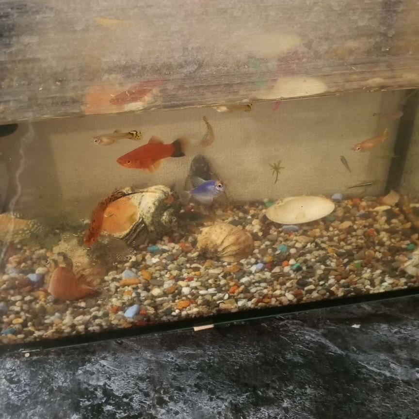 Аквариумные рыбки