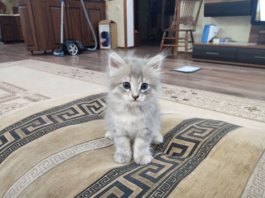 Котята отдам в добрые руки бесплатно