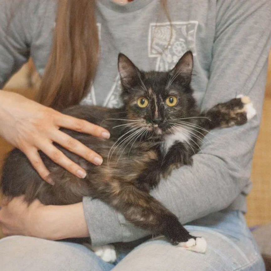 Милли ищет дом