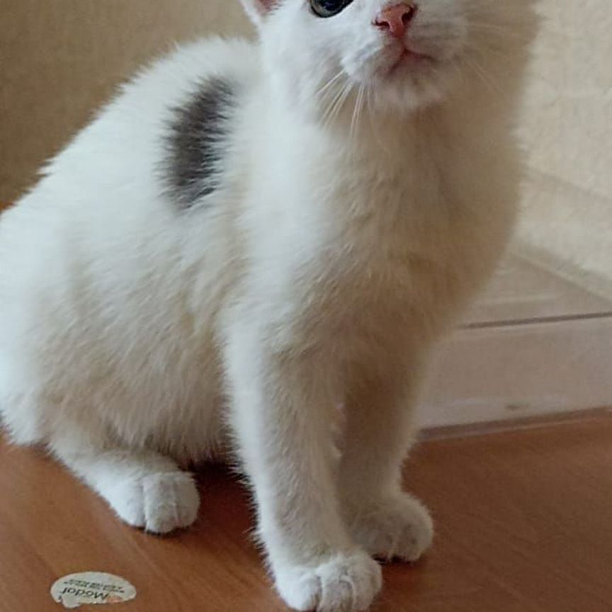 Голубоглазый блондин