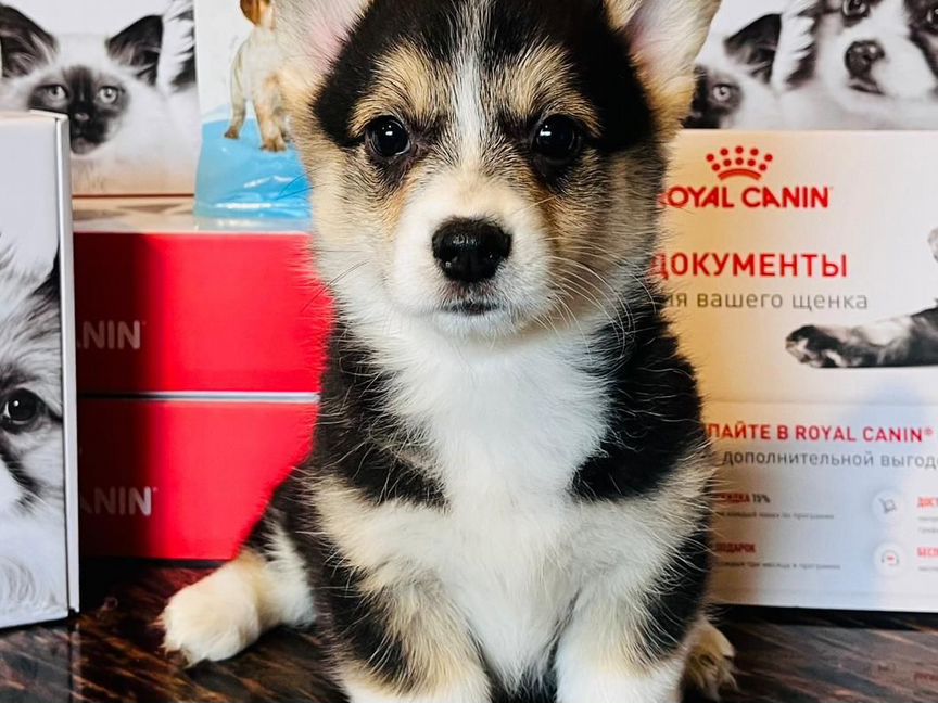 Вельш-корги пемброк, корги, коржики