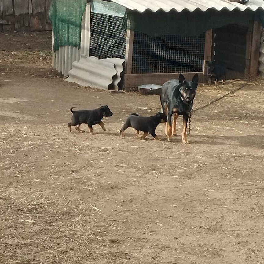 Пастушья собака