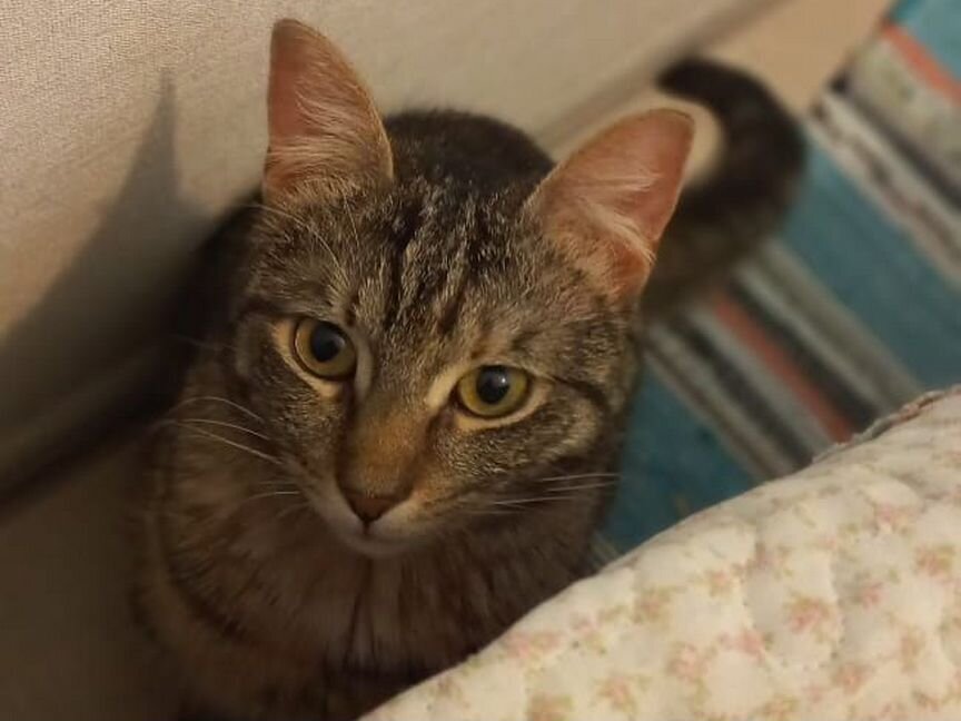 Котенок мурчалка