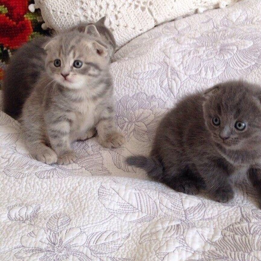Шотландские вислоухие котята