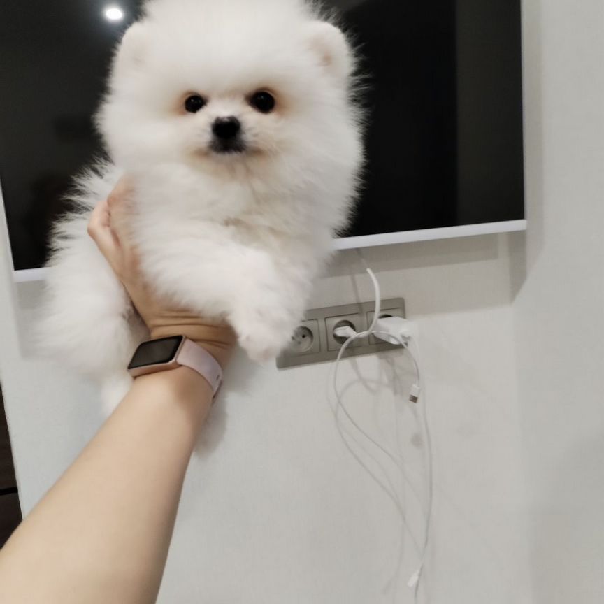 Белоснежный мальчик