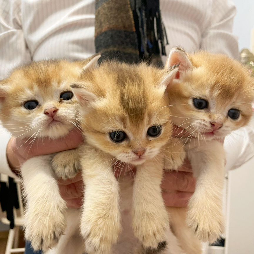 Котята золотая шиншилла