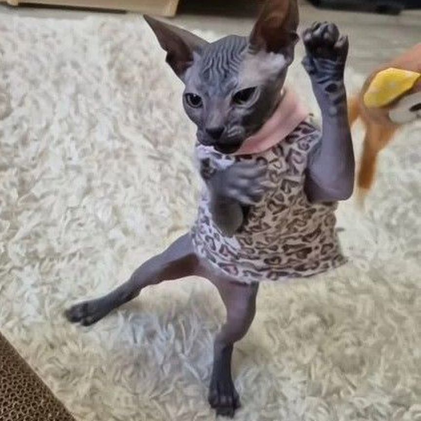 Канадский сфинкс котёнок