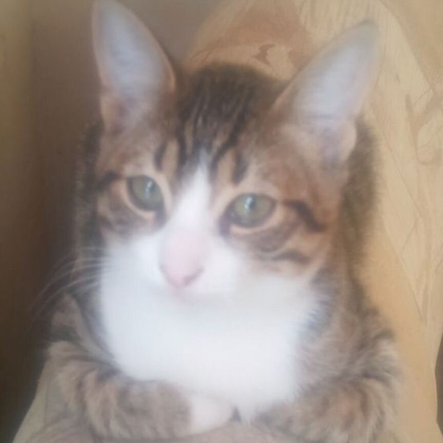 Кот, 4 месяца