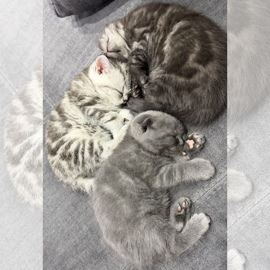 Шотландский прямоухий короткошёрстный котёнок