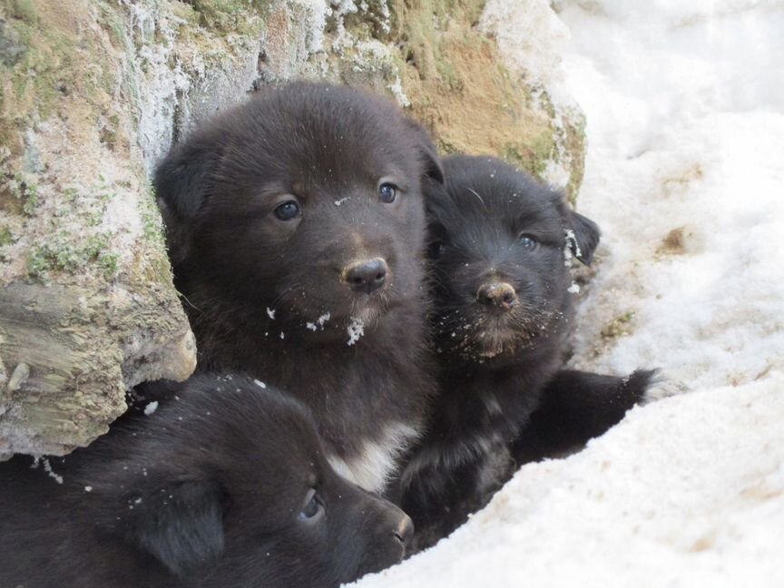 Щенки в дар