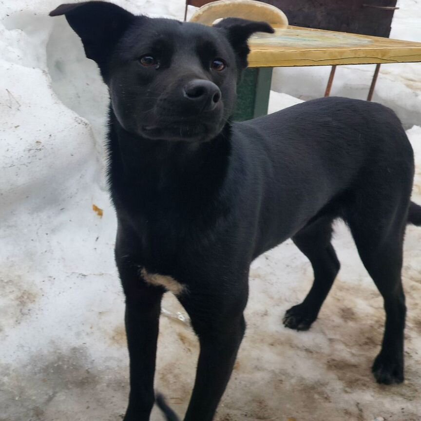 Взрослая собака в добрые руки