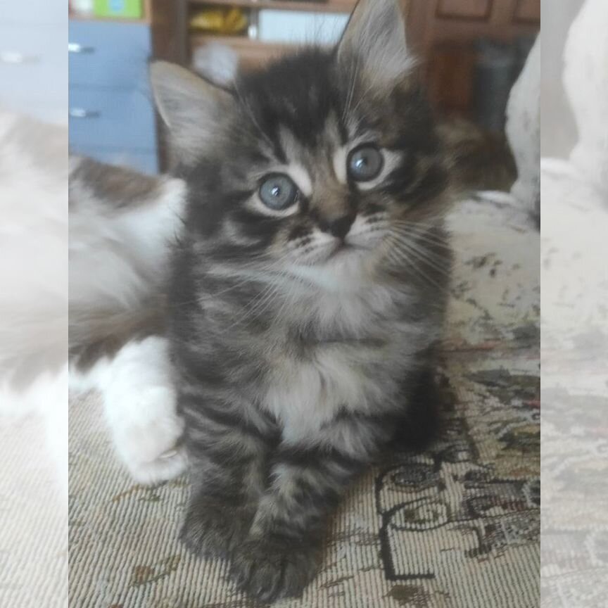 Котёнок в добрые руки