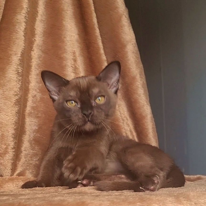 Бурманский котик 4 мес