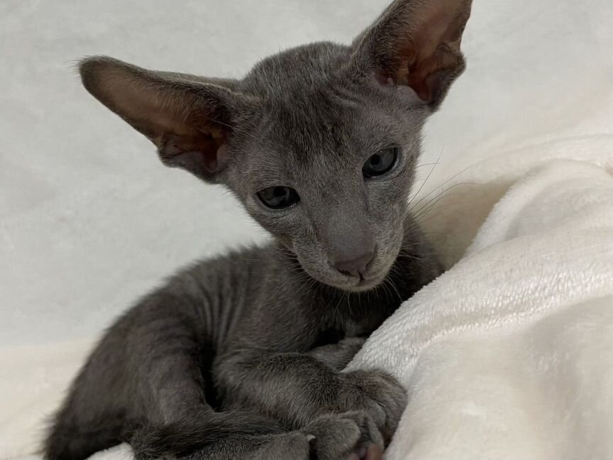 Ориентальный котенок