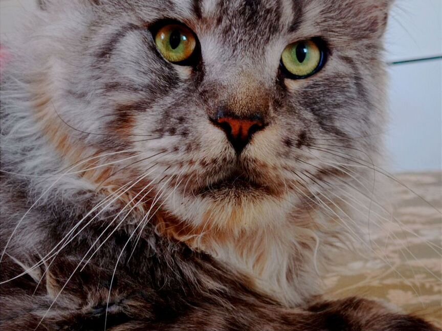 Кот мейн-кун вязка