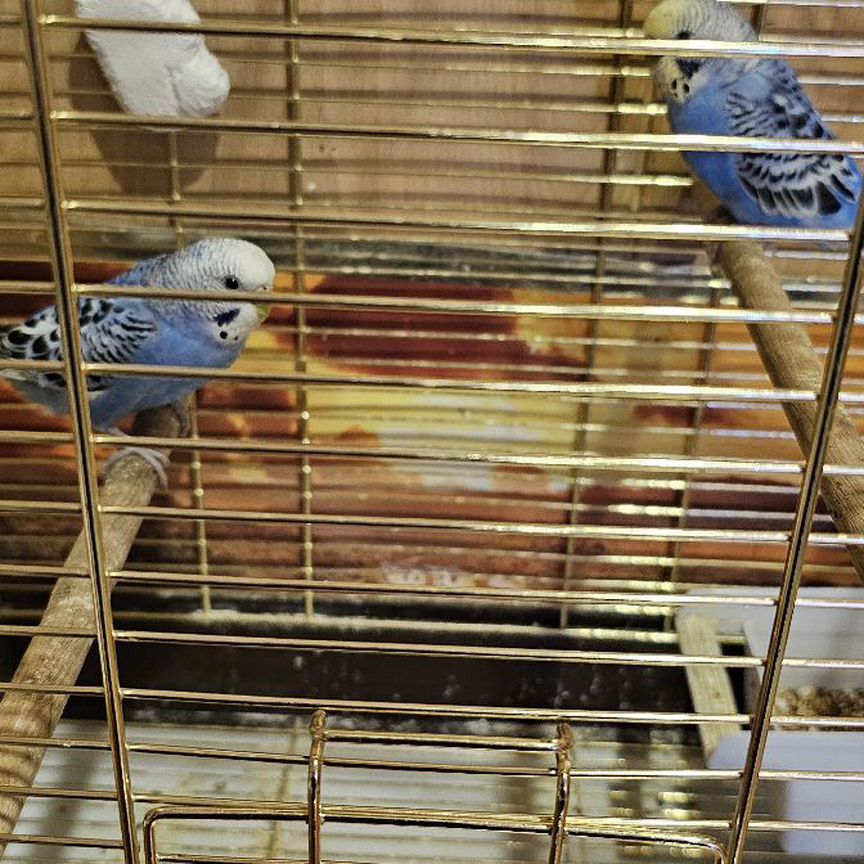 Попугайчики