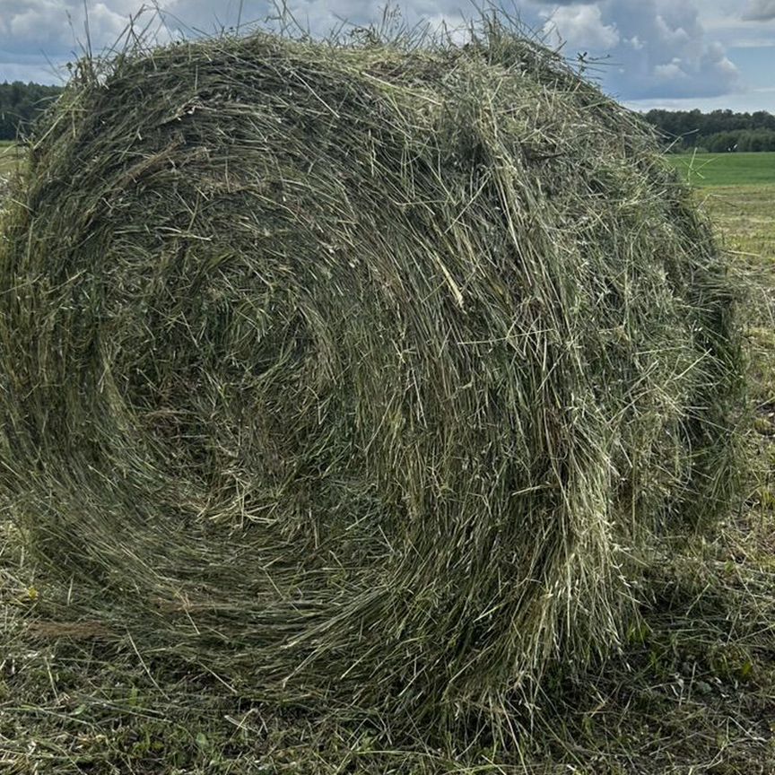 Сено в рулонах