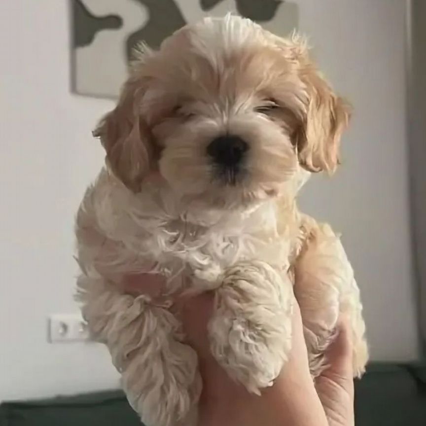 Мальтипу, щенок