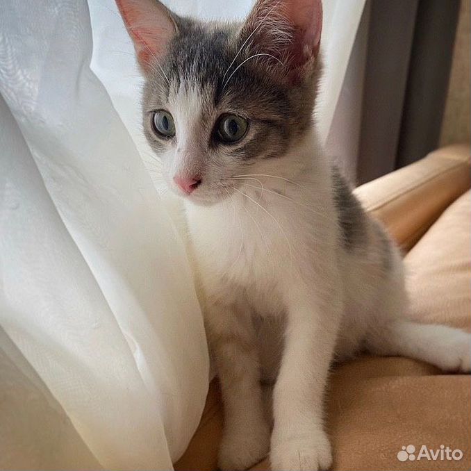 Котенок Майка ждет свой дом