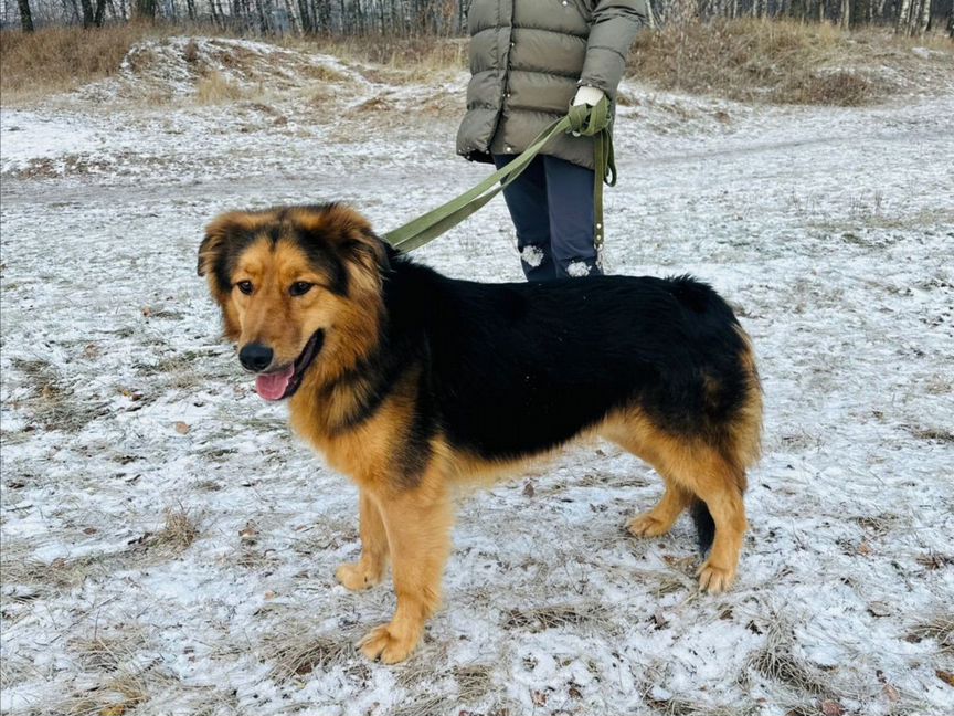 Собаки бесплатно, Гарик