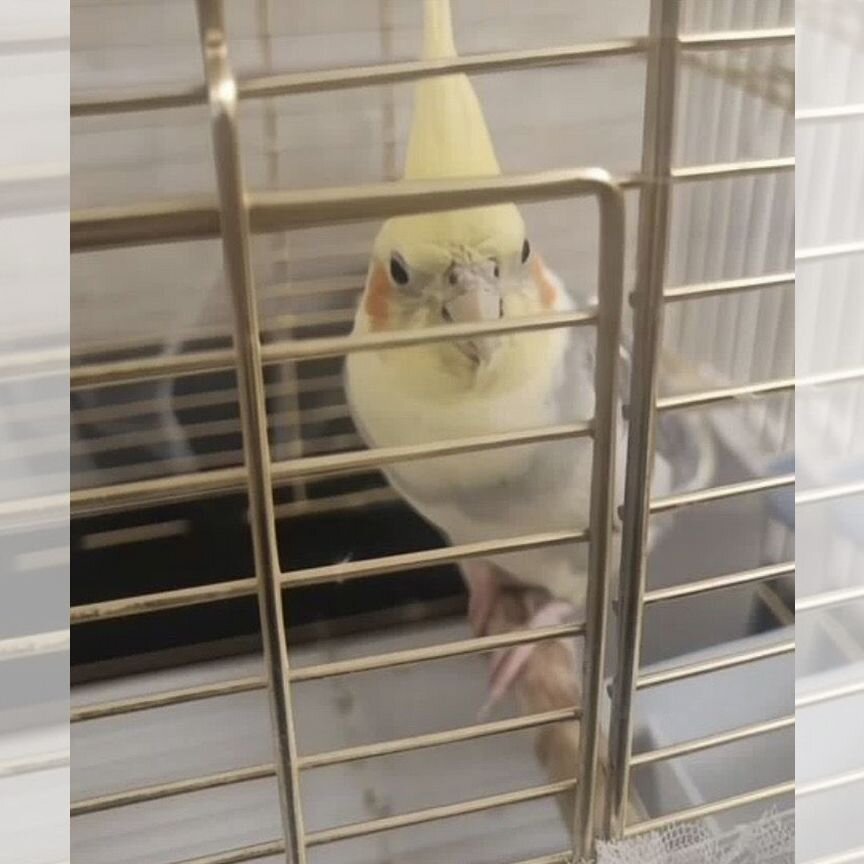 Попугай корелла с клеткой