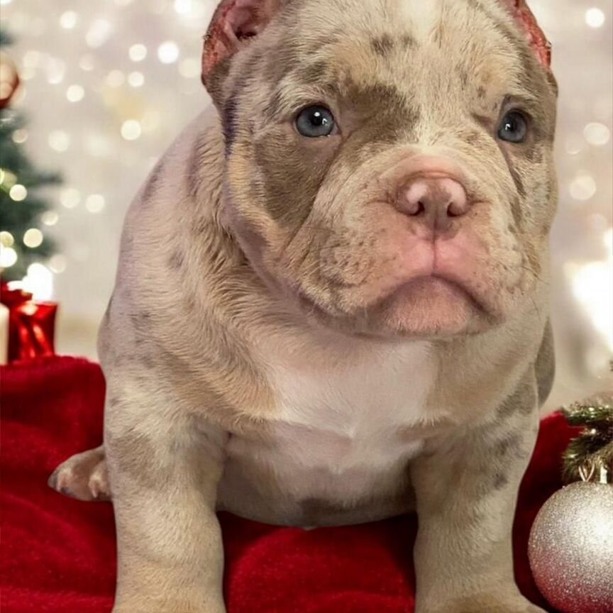 Необыкновенная красотка американского булли