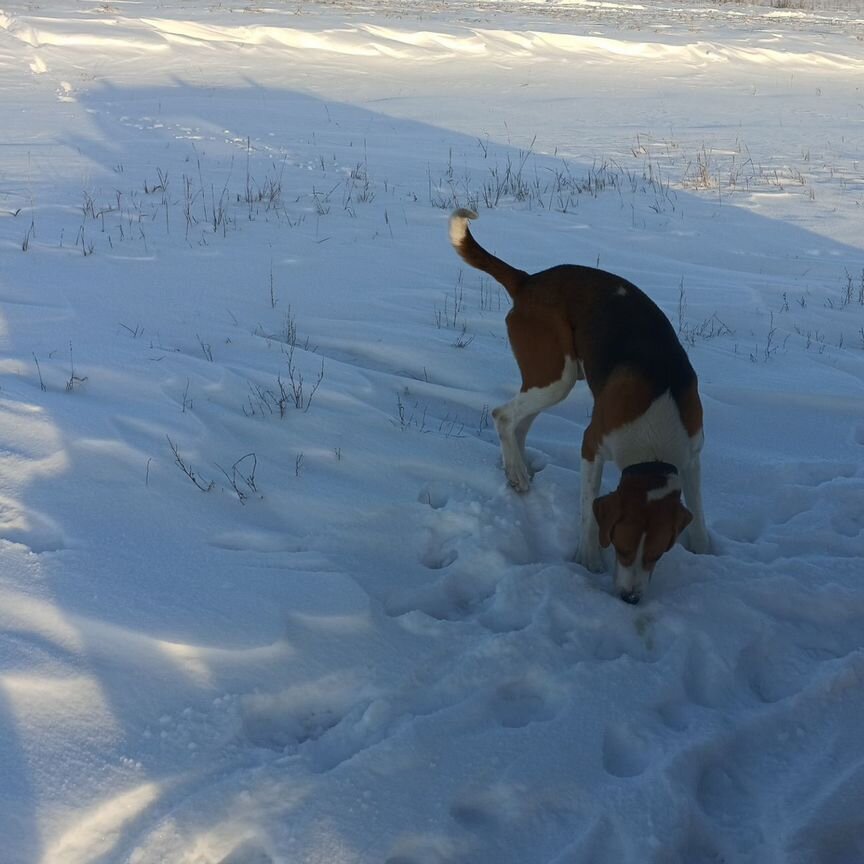 Эстонская гончая, щенок