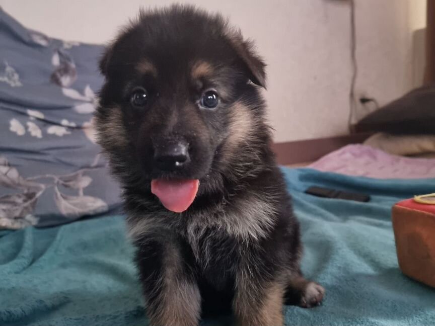 Щенки немецкой овчарки